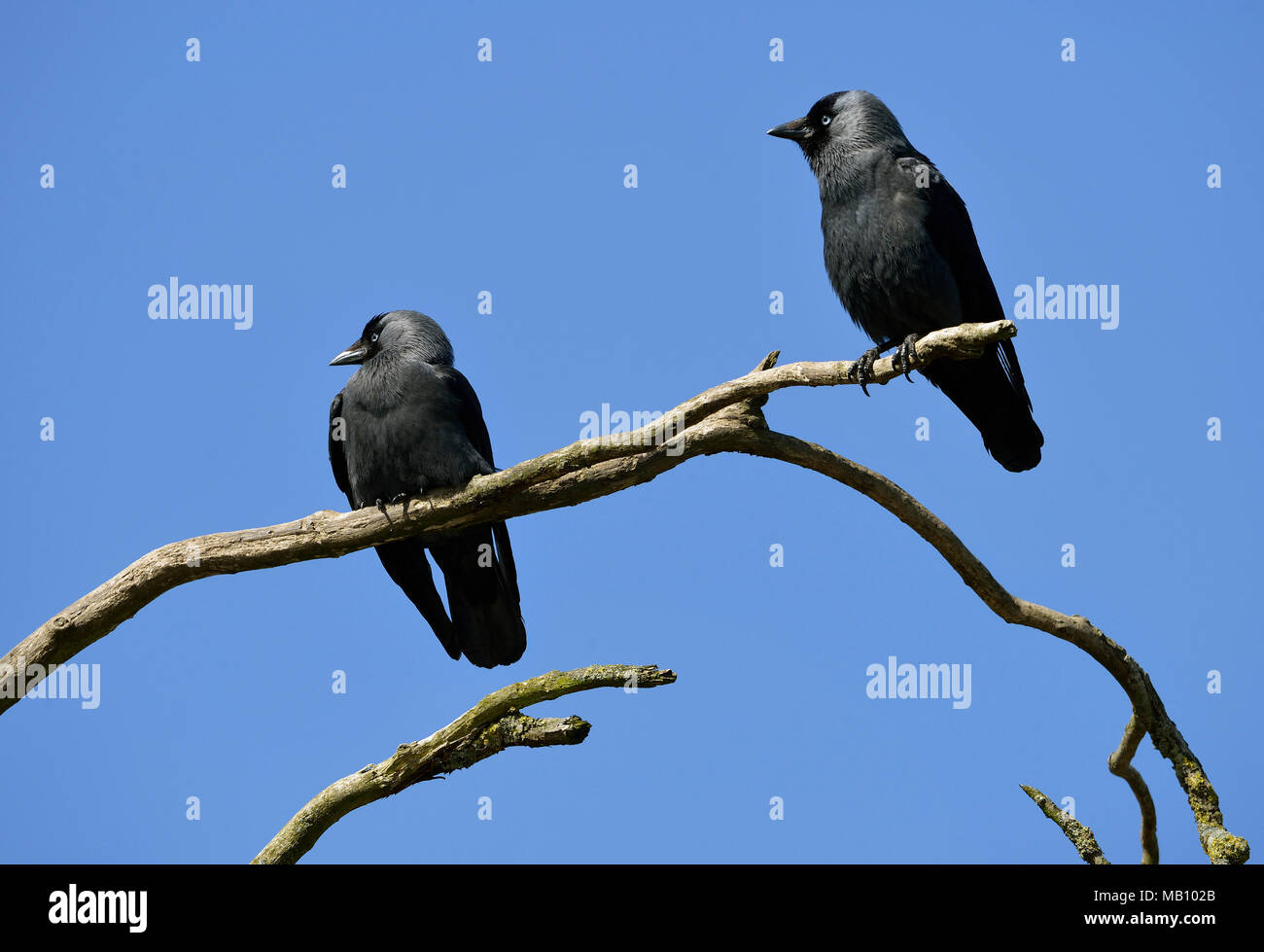Jackdaw pair hi-res stock photography and images - Alamy