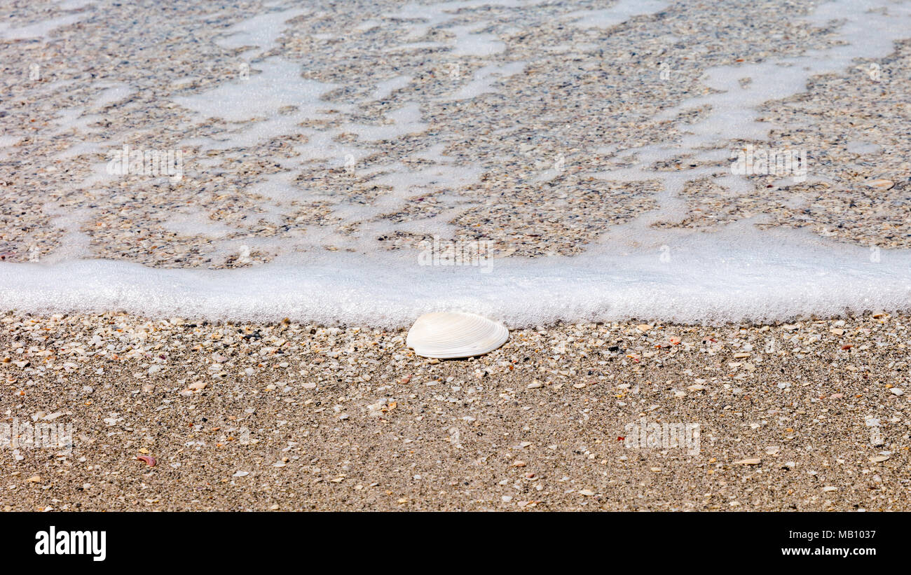 Wave touches the shell on the beach, Florida, USA Stock Photo - Alamy