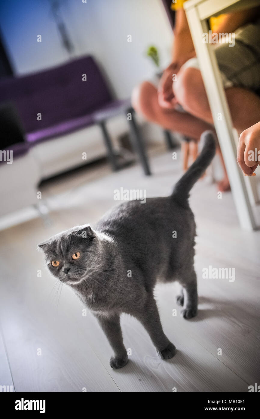 Fat cat boss hi-res stock photography and images - Alamy