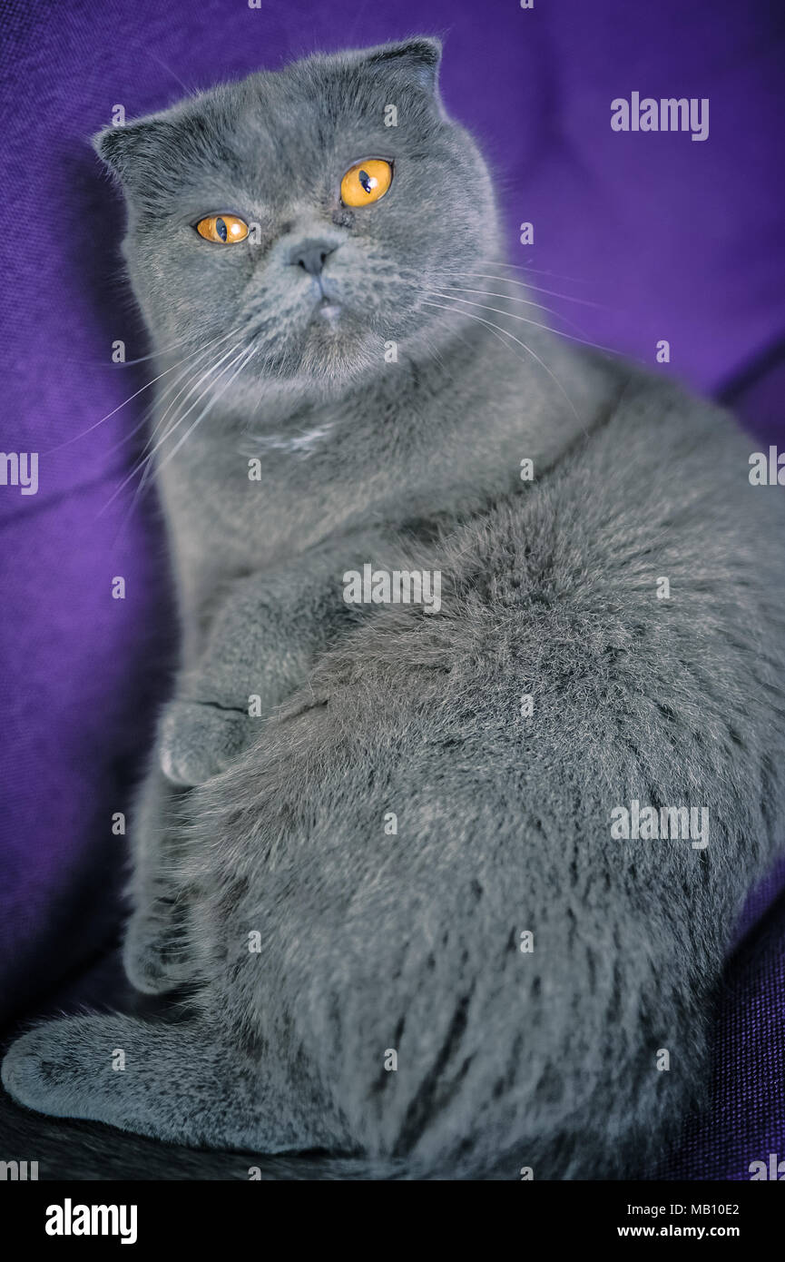 Siberian blue surprised cat Stock Photo - Alamy