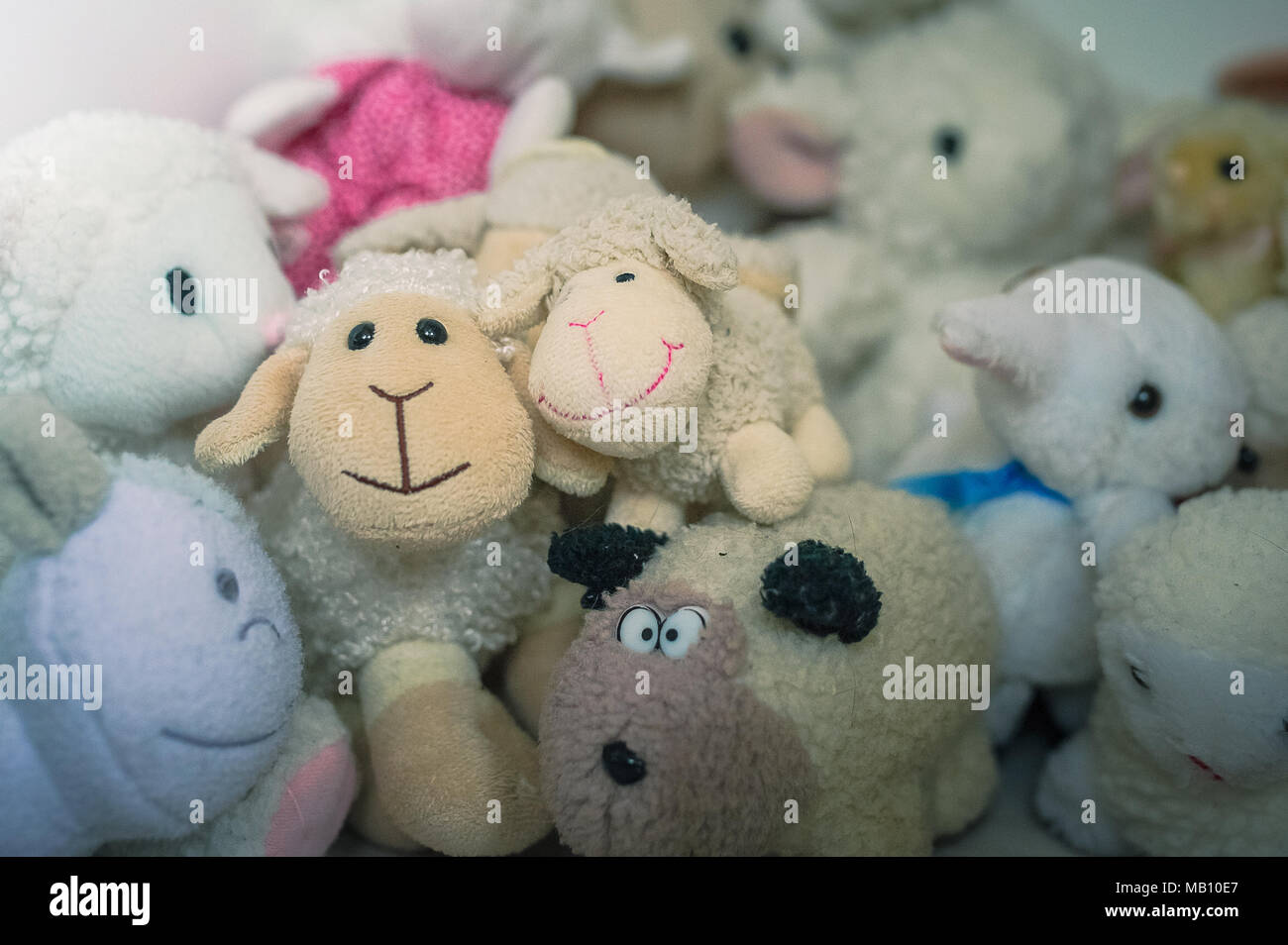 Tiny soft sheep collection Stock Photo - Alamy
