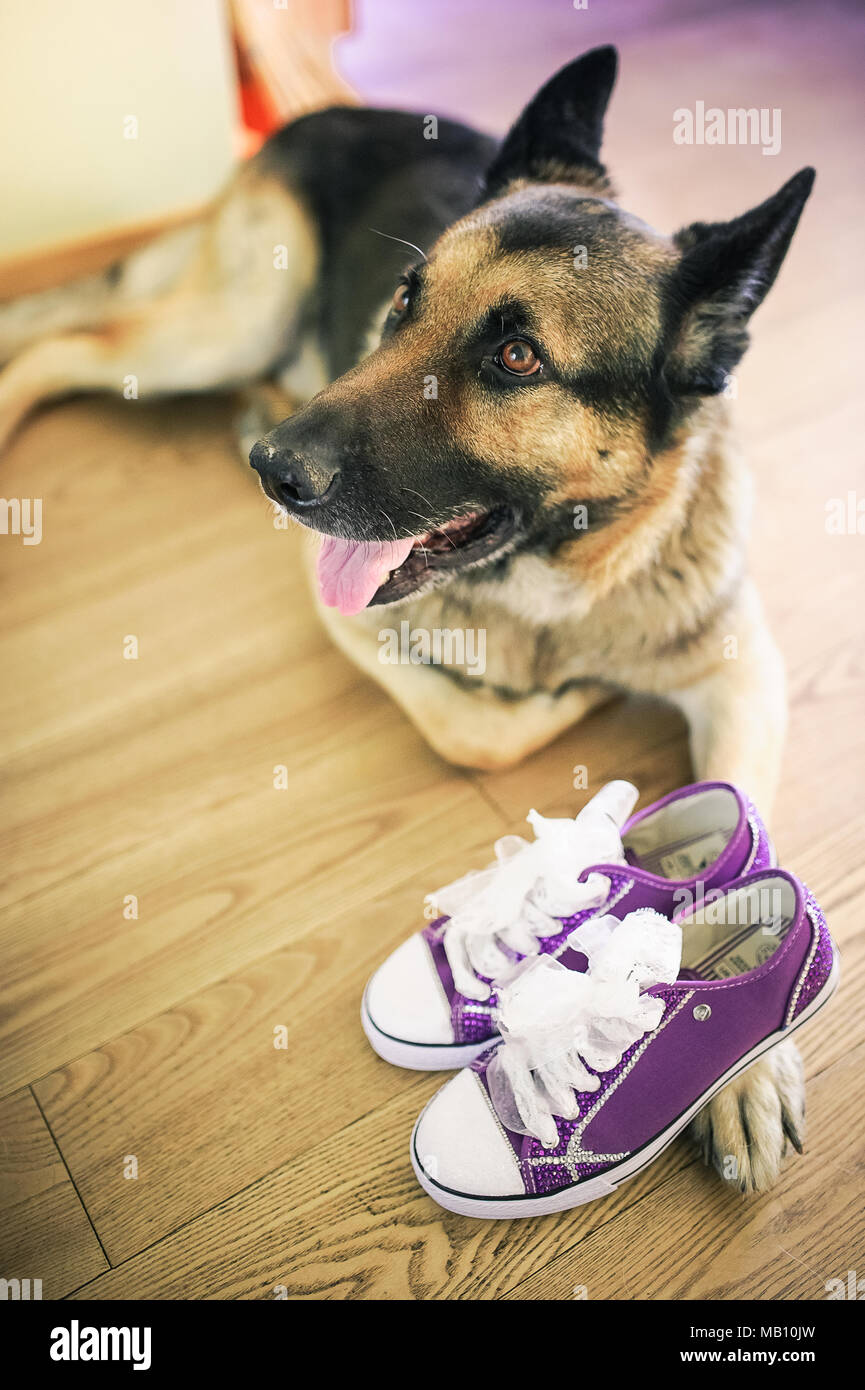 German shepherd protecting his owner's shoes Stock Photo - Alamy