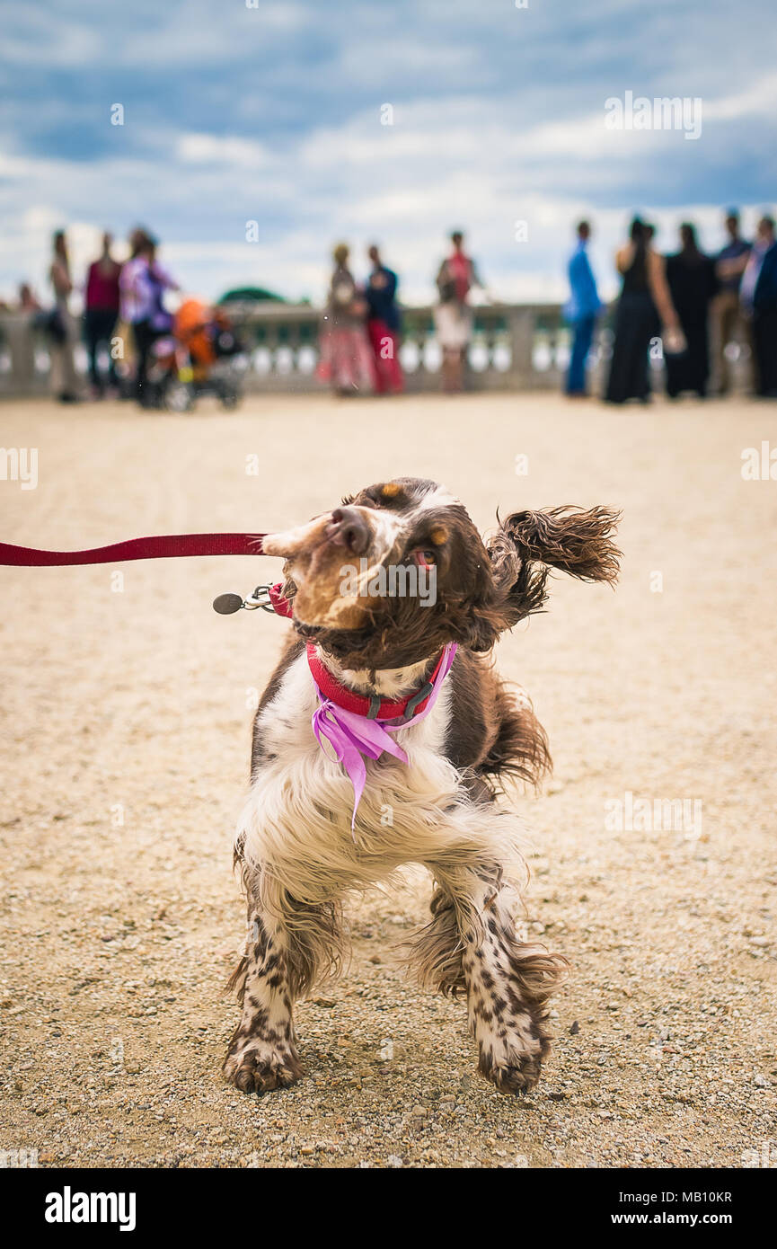 Shake off stress hi-res stock photography and images - Alamy