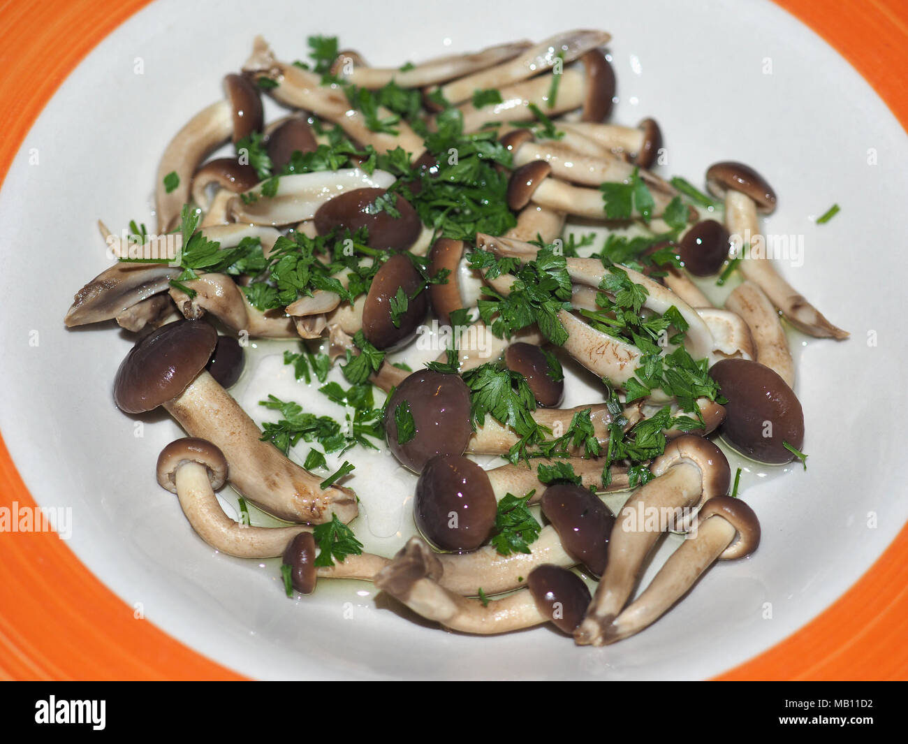 poplar mushrooms (Cyclocybe aegerita) aka velvet pioppini mushrooms ...