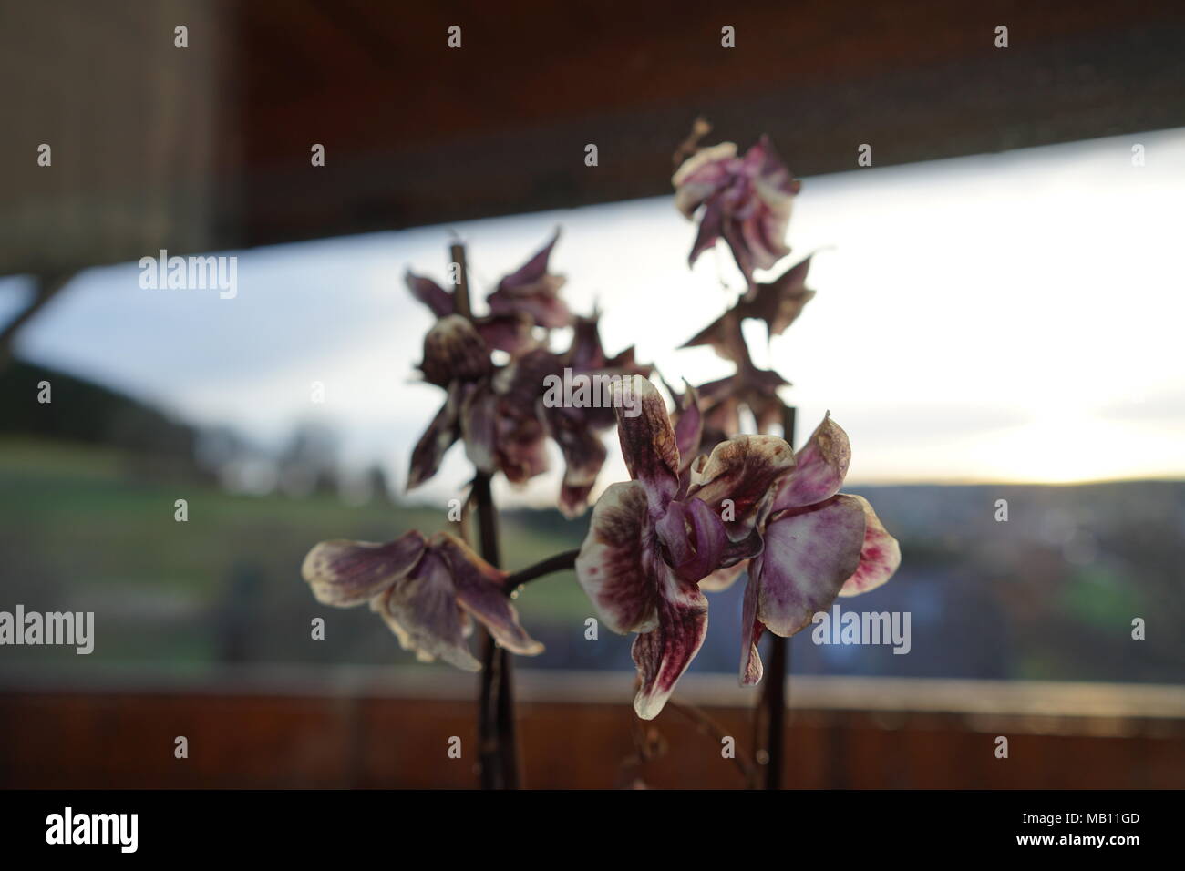 Dried orchid in front of a window Stock Photo - Alamy