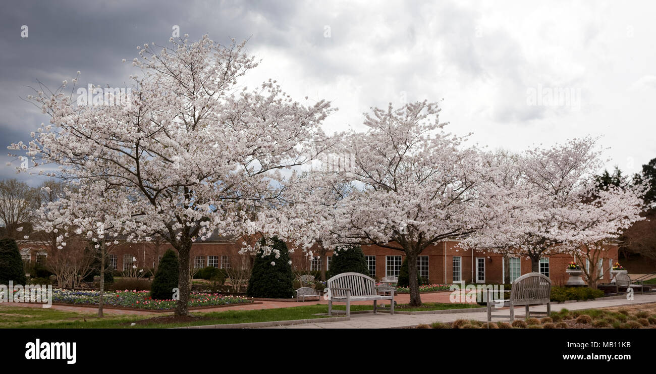 Blossoming trees on blustery spring day Stock Photo - Alamy