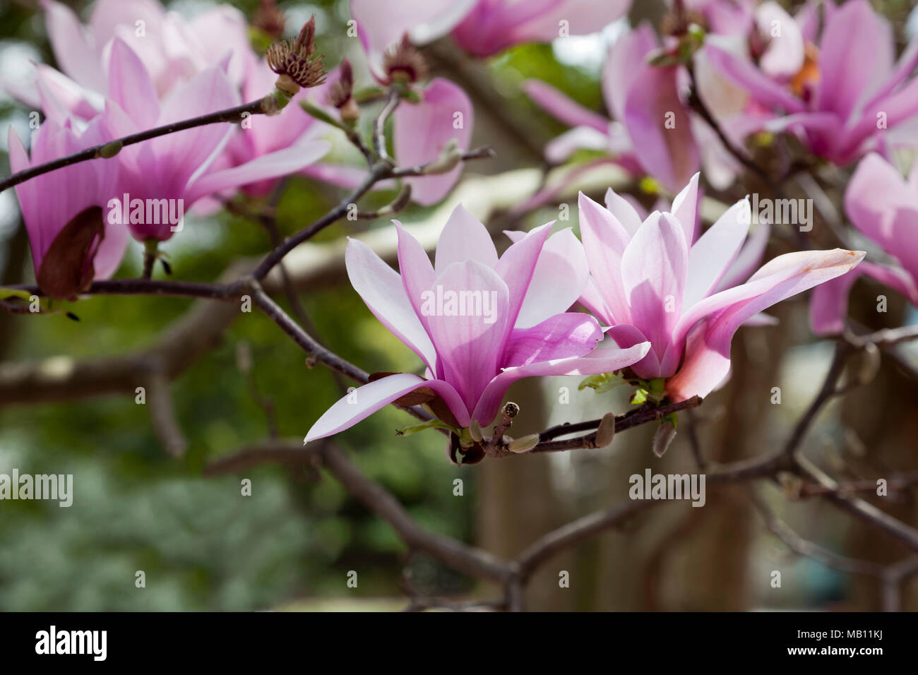 Spring magnolia bloom hi-res stock photography and images - Alamy