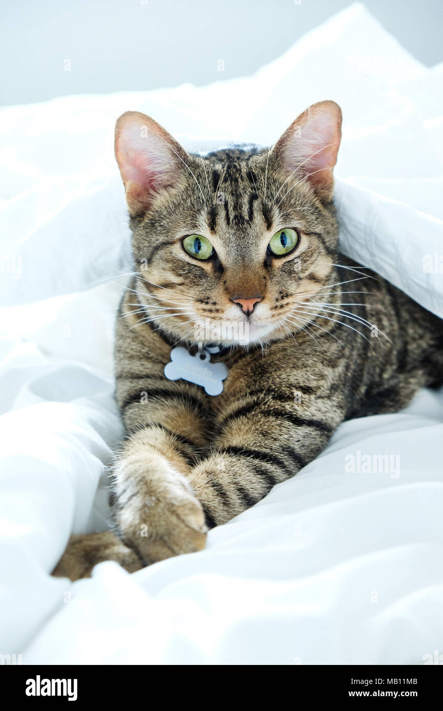 one year old striped, tabby cat staring at the camera, the cat is lying ...
