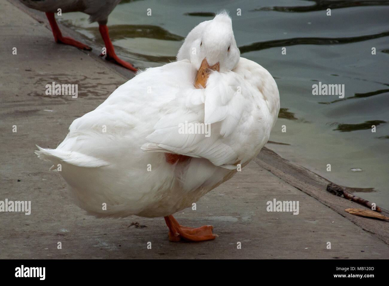 Domesticated ducks anas platyrhynchos hi-res stock photography and ...