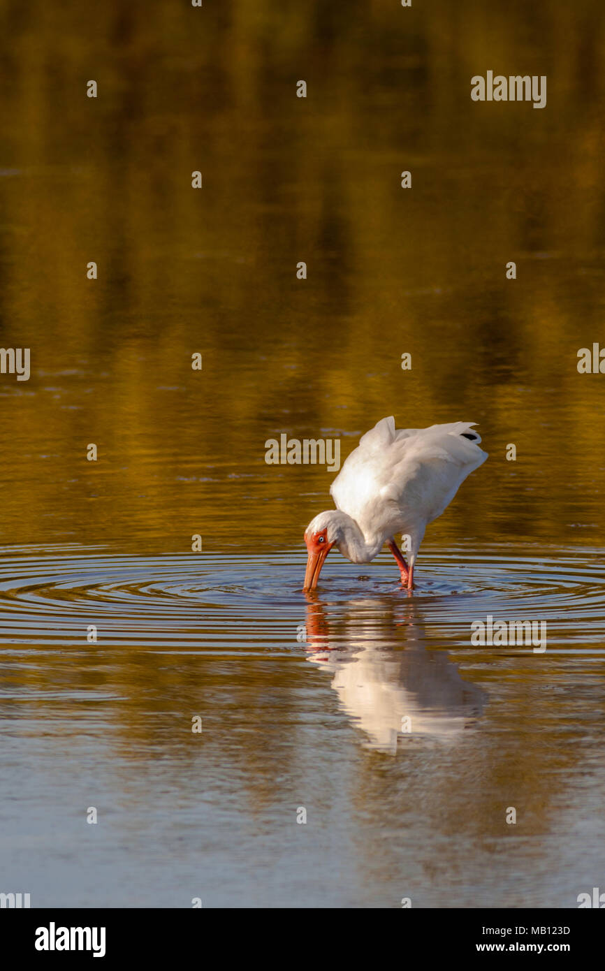 Ibis foraging for food Stock Photo - Alamy