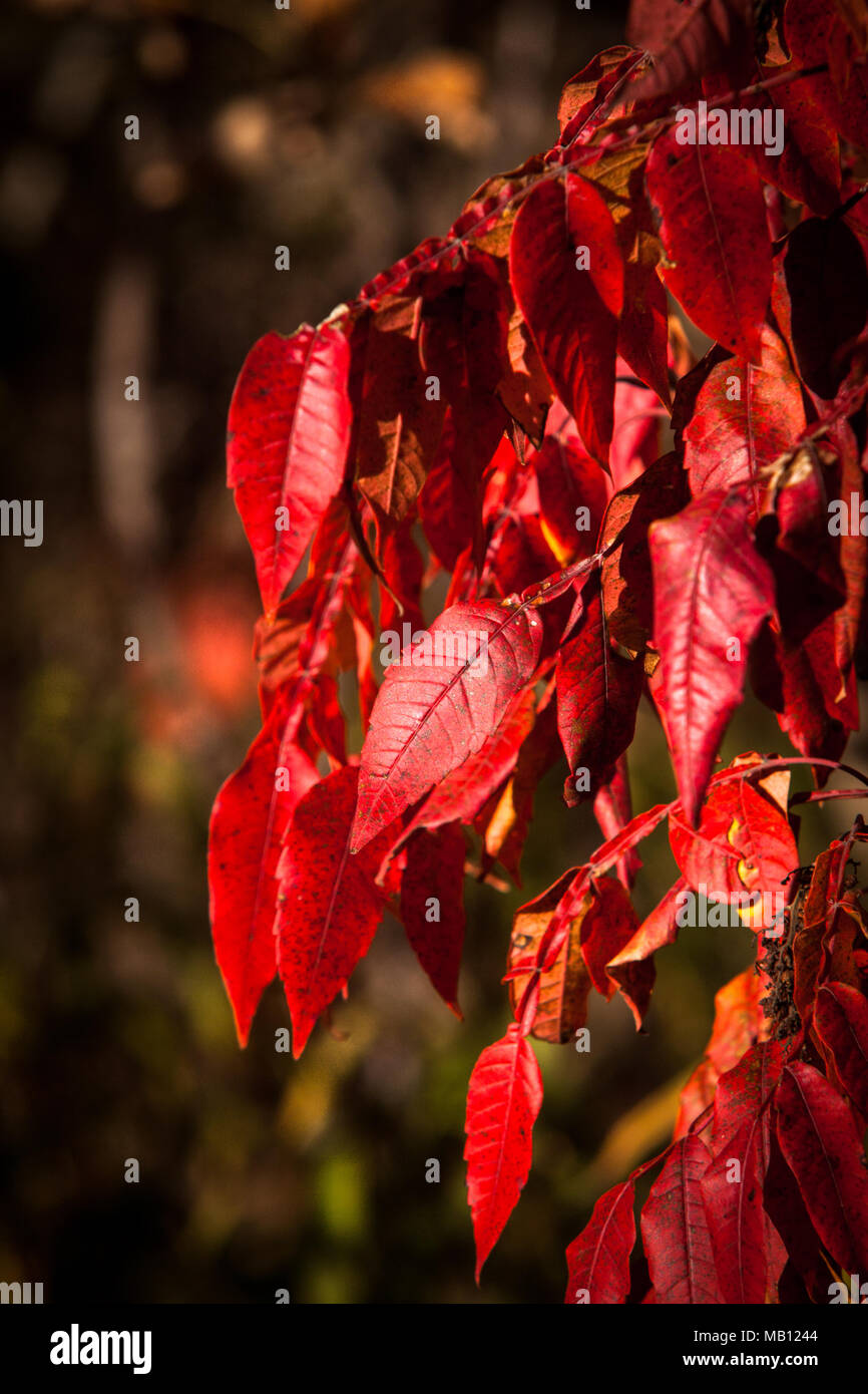 Sumac leaves in autumn Stock Photo - Alamy