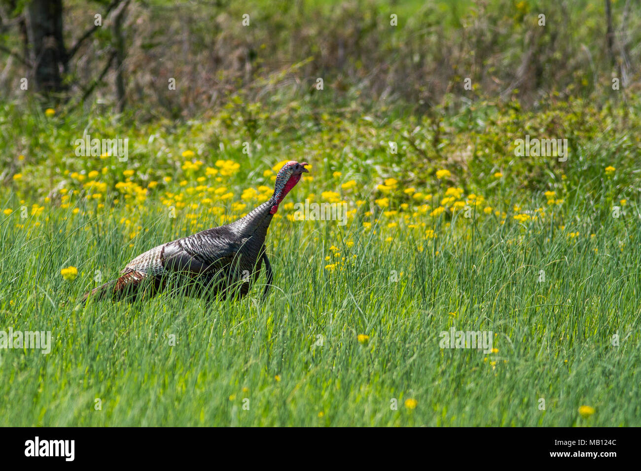 Looking for a mate Stock Photo - Alamy