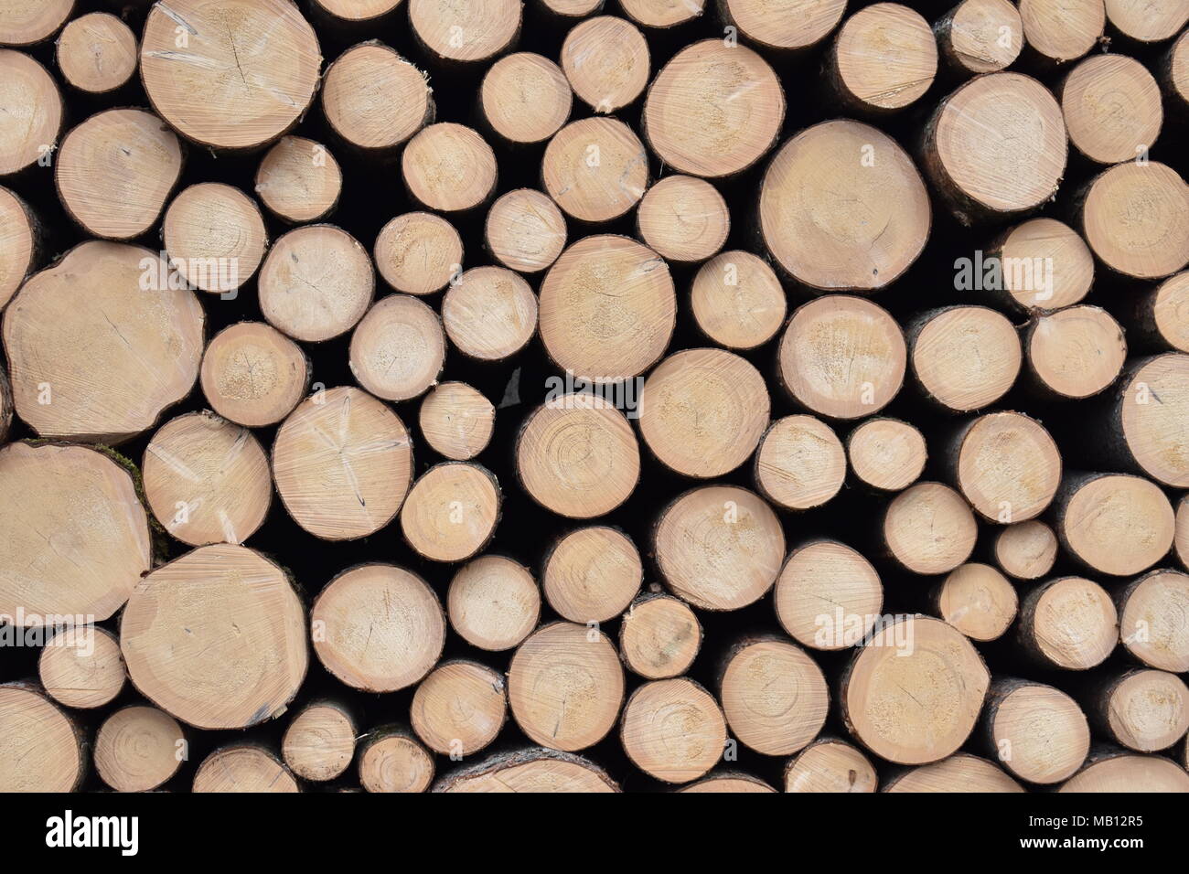 A lot of tree trunks Stock Photo - Alamy