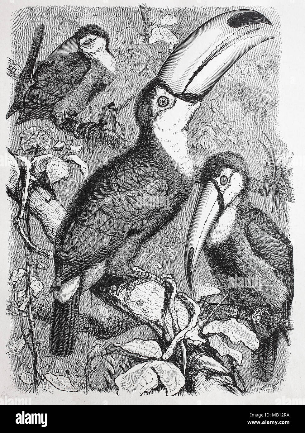 Riesentukan, Ramphastos toco, common toucan, giant toucan, digital ...