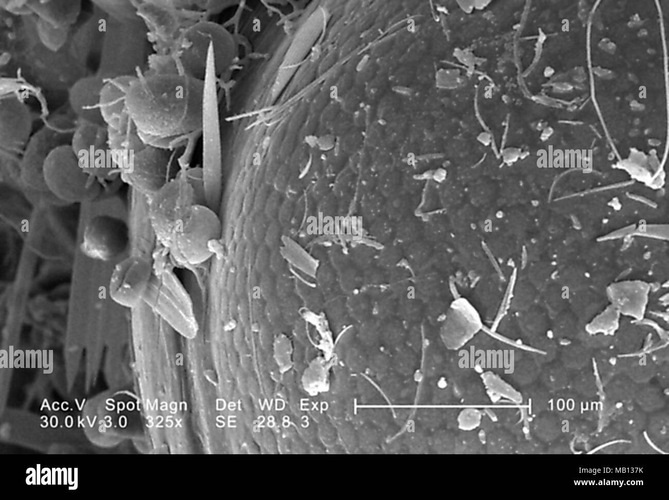Compound eye sem hi-res stock photography and images - Alamy