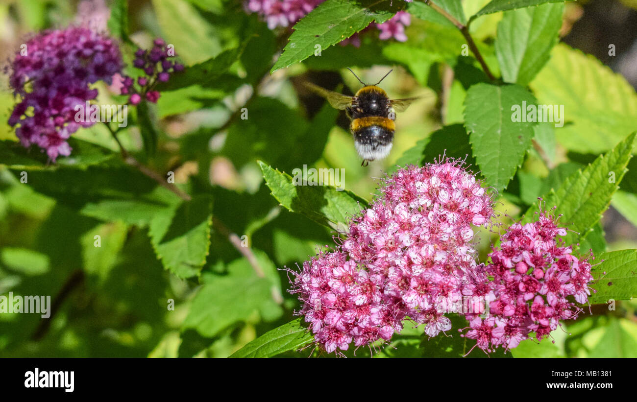 Bumble bee in flight Stock Photo - Alamy