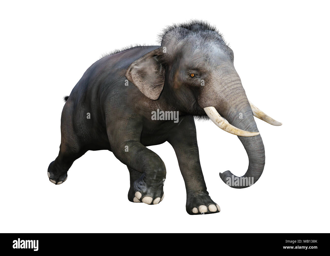 3D rendering of an Indian elephant isolated on white background Stock ...