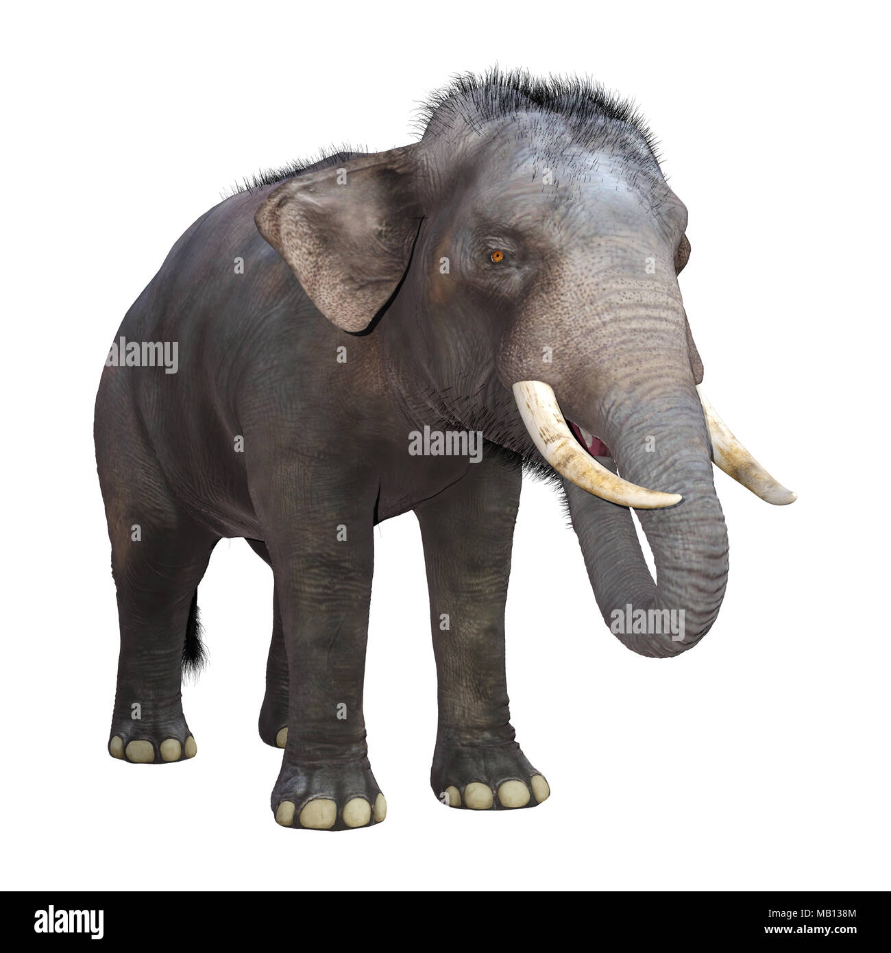 3D rendering of an Indian elephant isolated on white background Stock ...