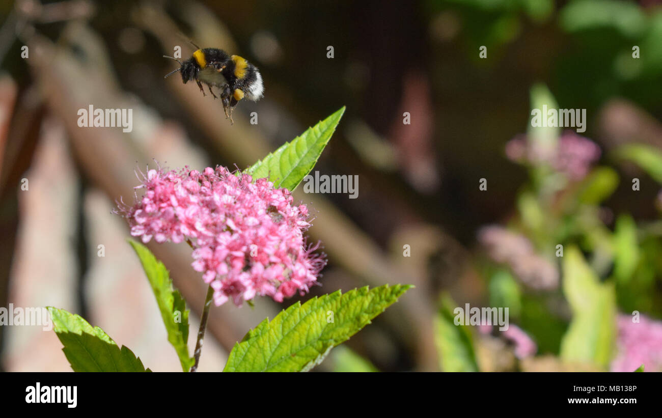Bumble bee in flight Stock Photo - Alamy