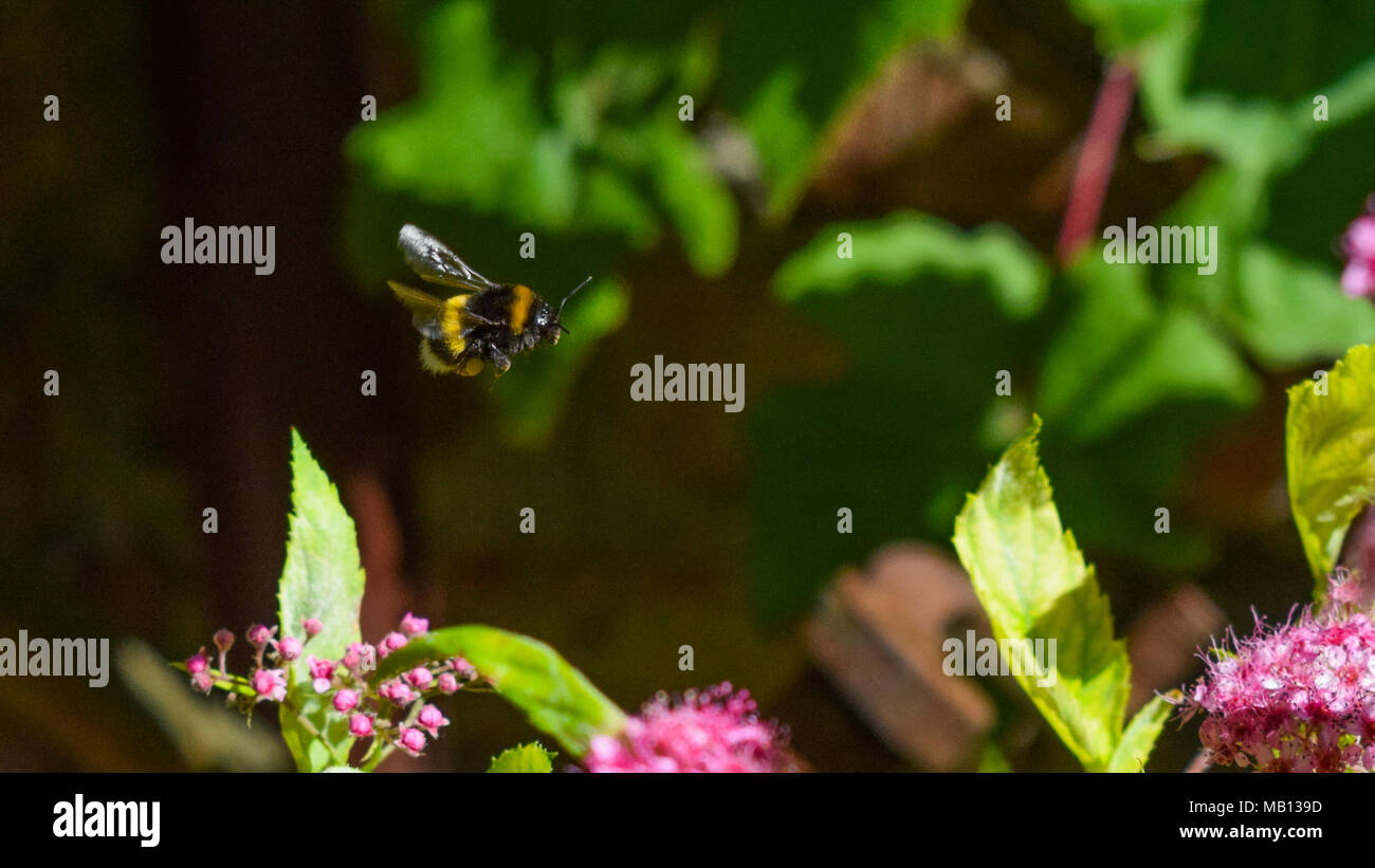 Bumble bee in flight Stock Photo - Alamy