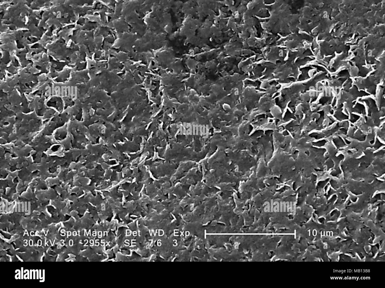 Rough surface of a Vitis specimen white table grape revealed in the ...