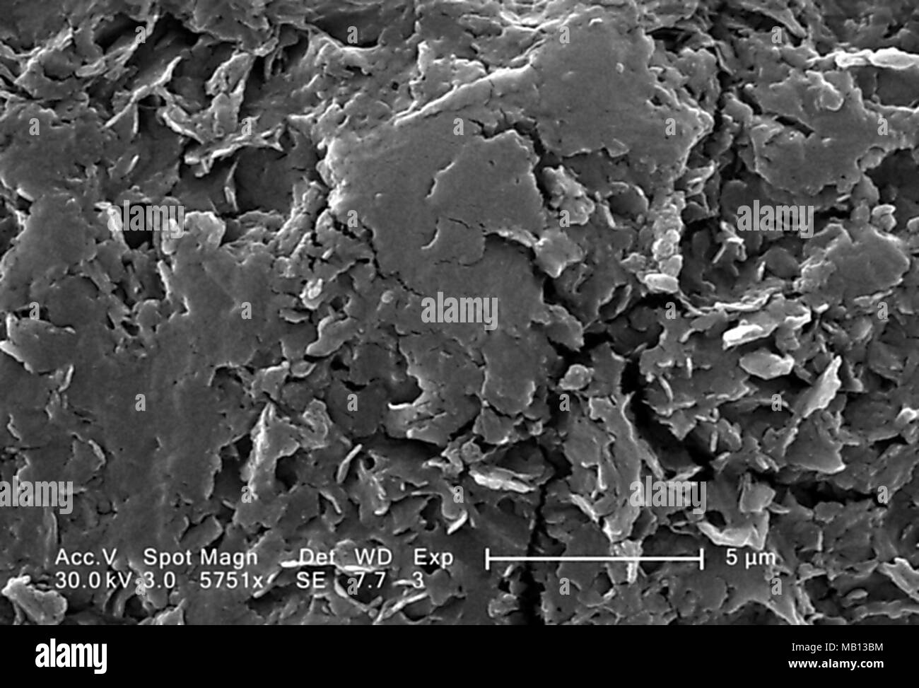 Rough surface of a Vitis specimen red table grape revealed in the 5751x ...