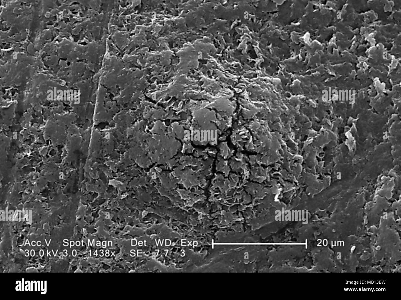 Rough surface of a Vitis specimen red table grape revealed in the 1438x ...