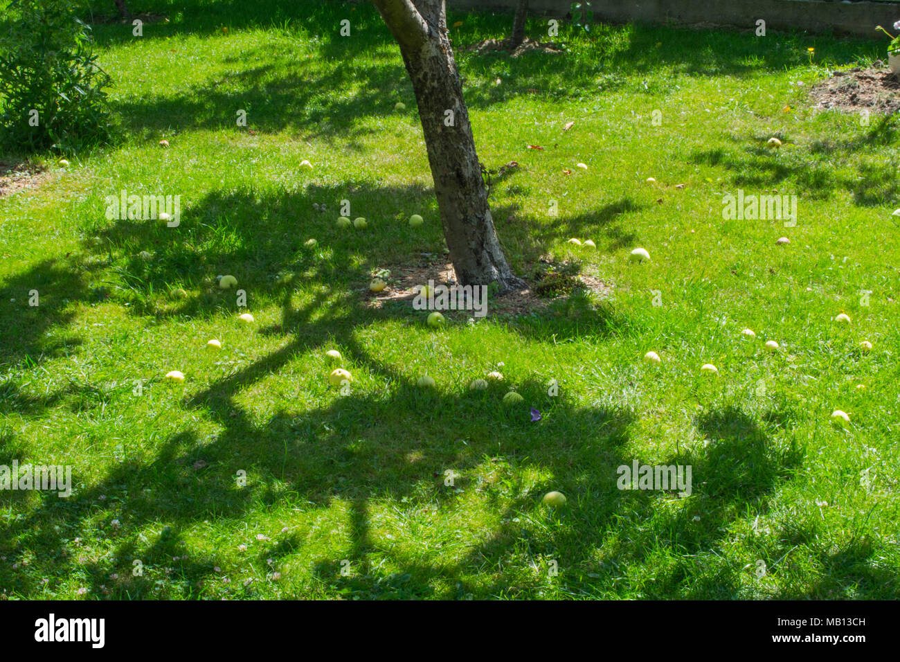 Apples under the apple tree in green grass Stock Photo - Alamy