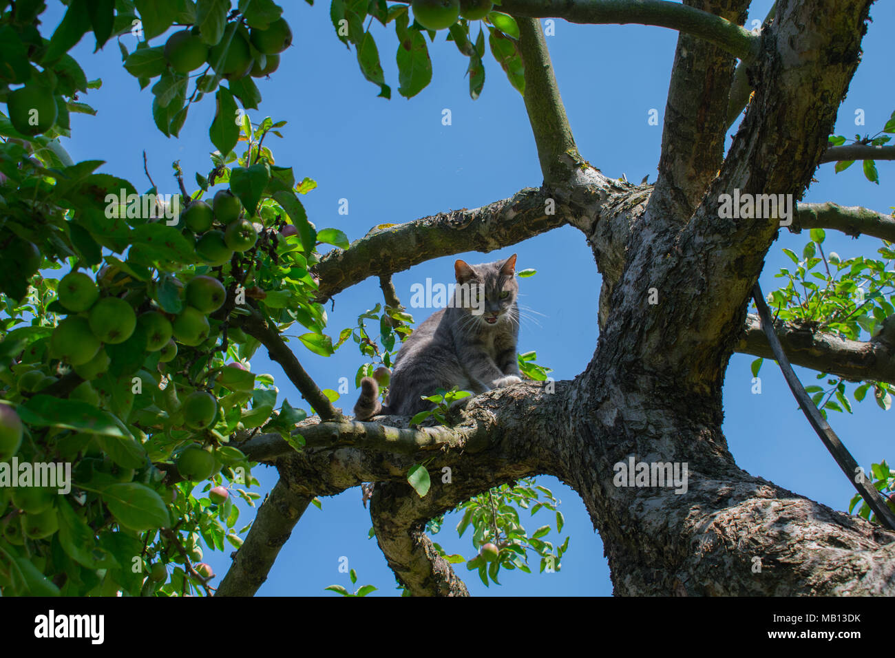 Cat in apple tree hi-res stock photography and images - Alamy