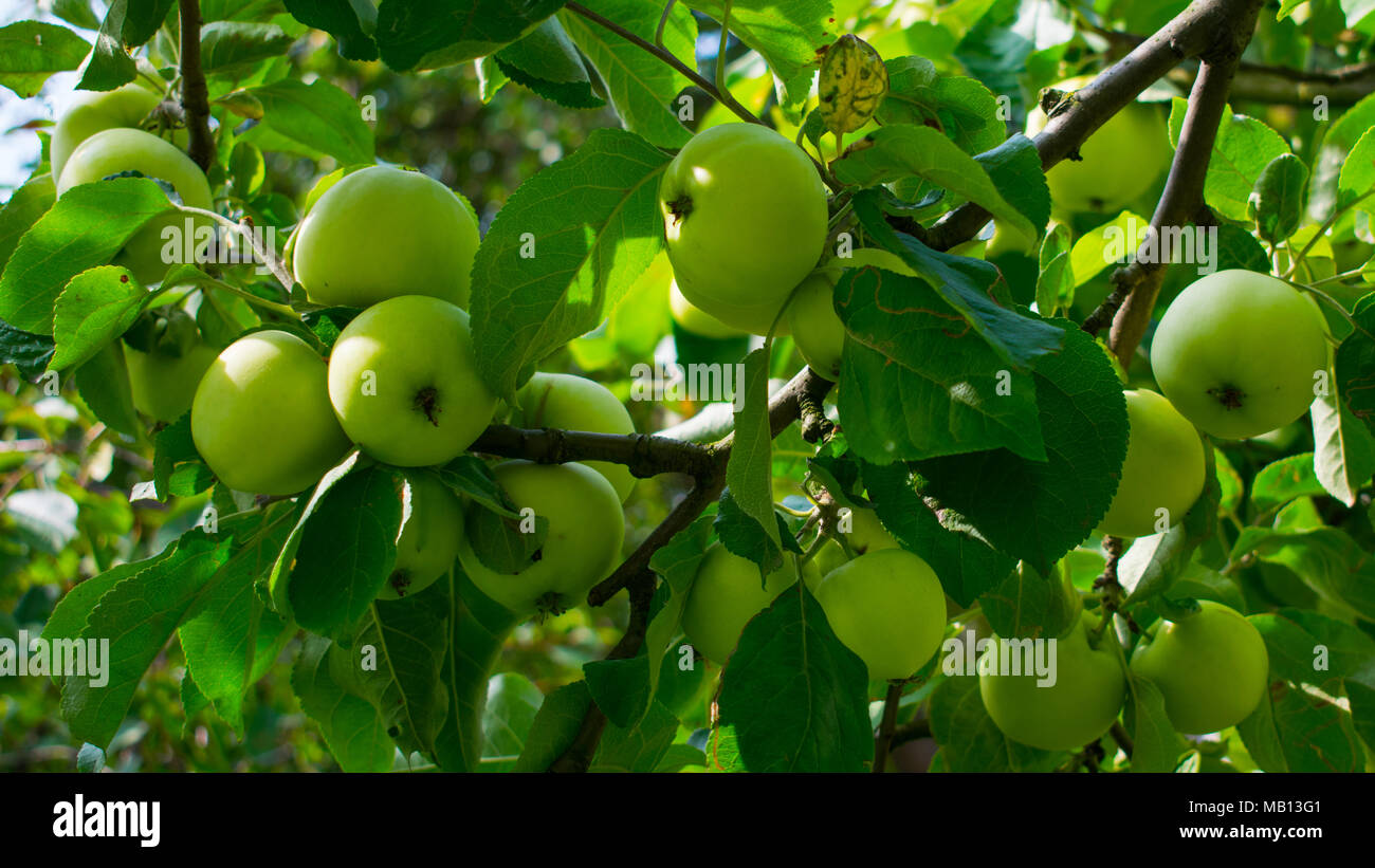 Green apples on apple tree Stock Photo - Alamy