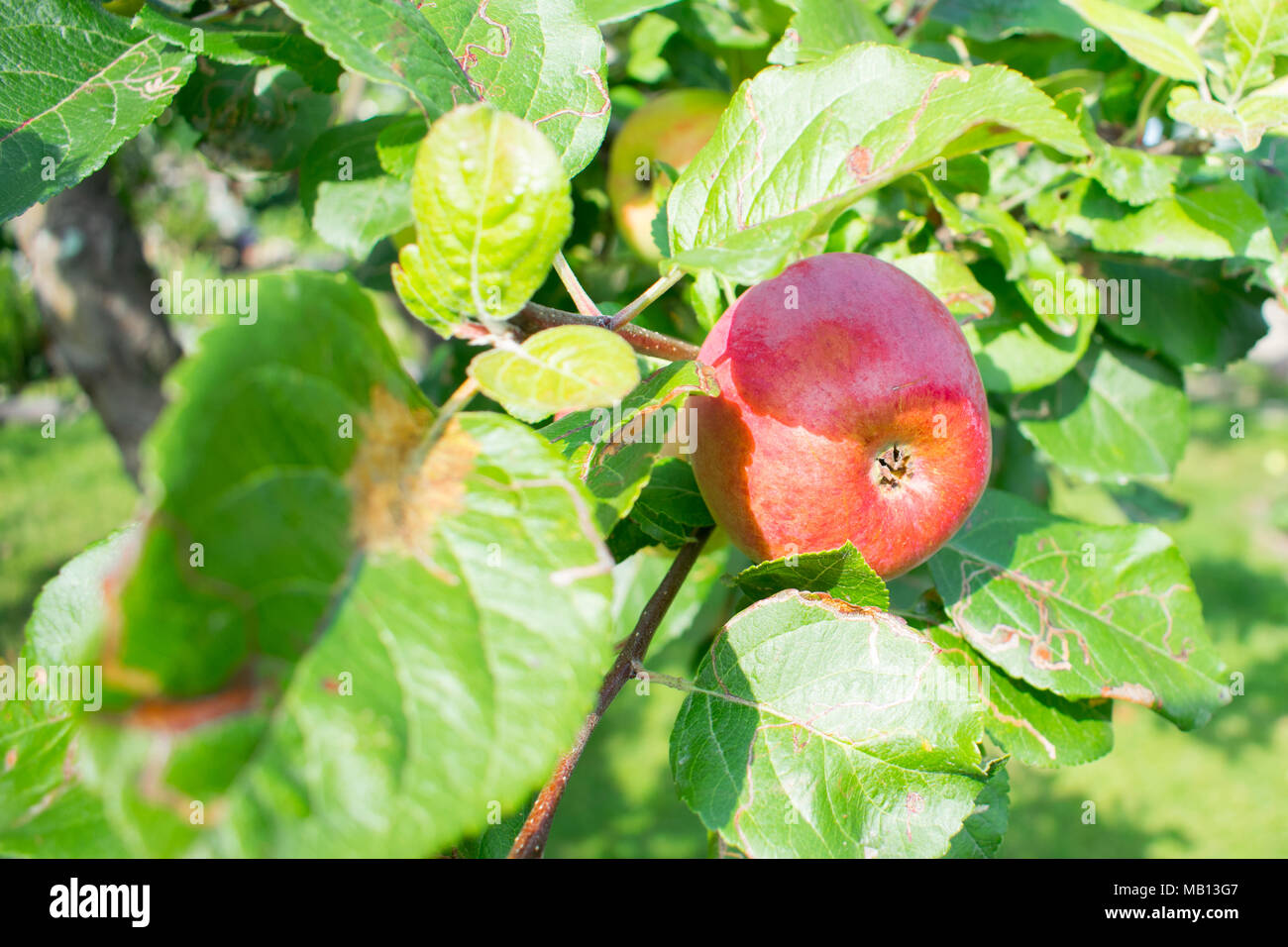 red apple on apple tree Stock Photo - Alamy