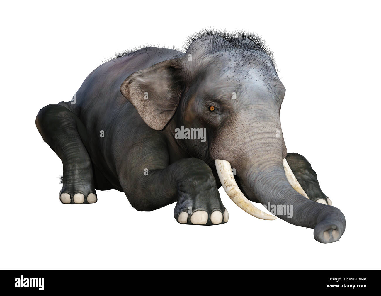 3D rendering of an Indian elephant isolated on white background Stock ...