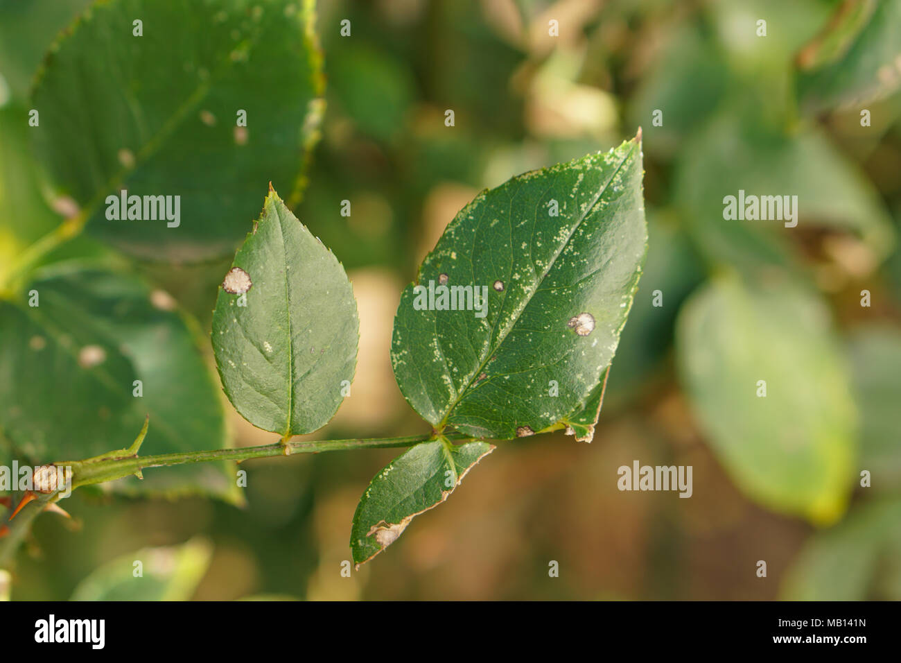 Disease and damaged green leaf of rose with holes Stock Photo - Alamy