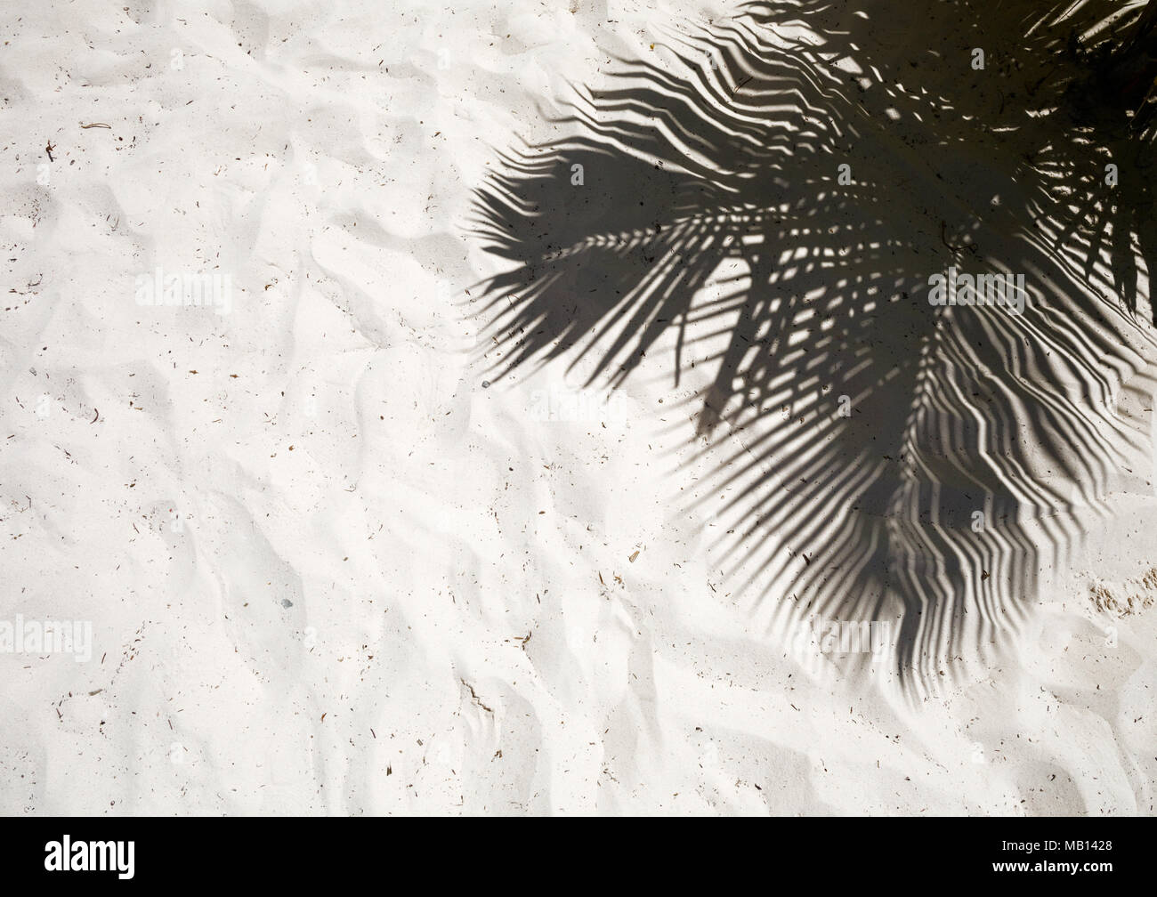 Palm trees cast shadows on the smooth golden sand of a remote tropical ...