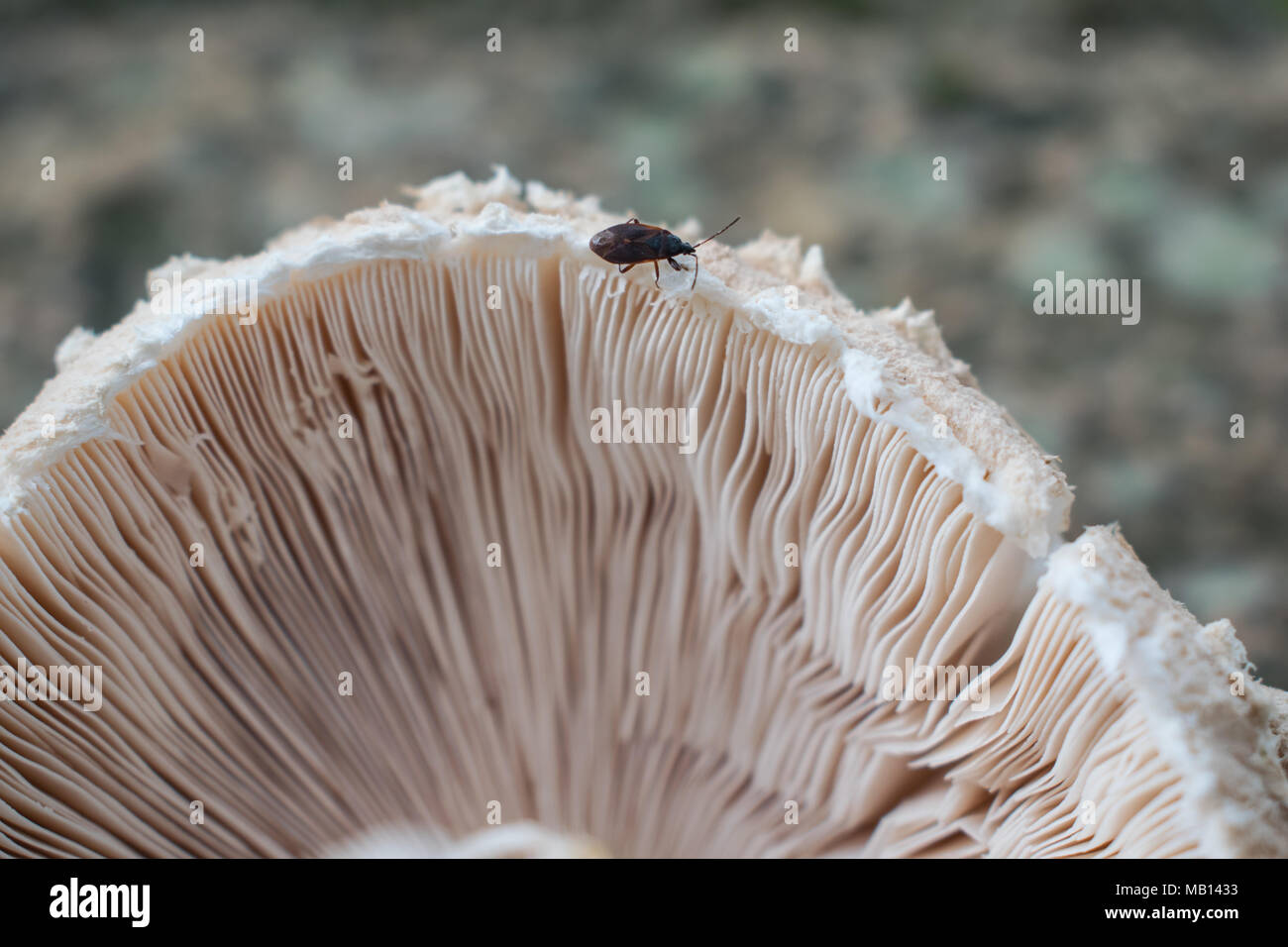 Bug on macrolepiota mushroom Stock Photo - Alamy