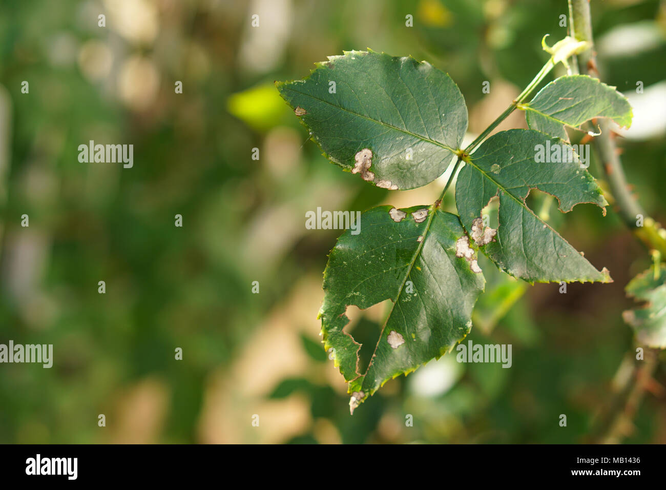 Disease and damaged green leaf of rose with holes Stock Photo - Alamy