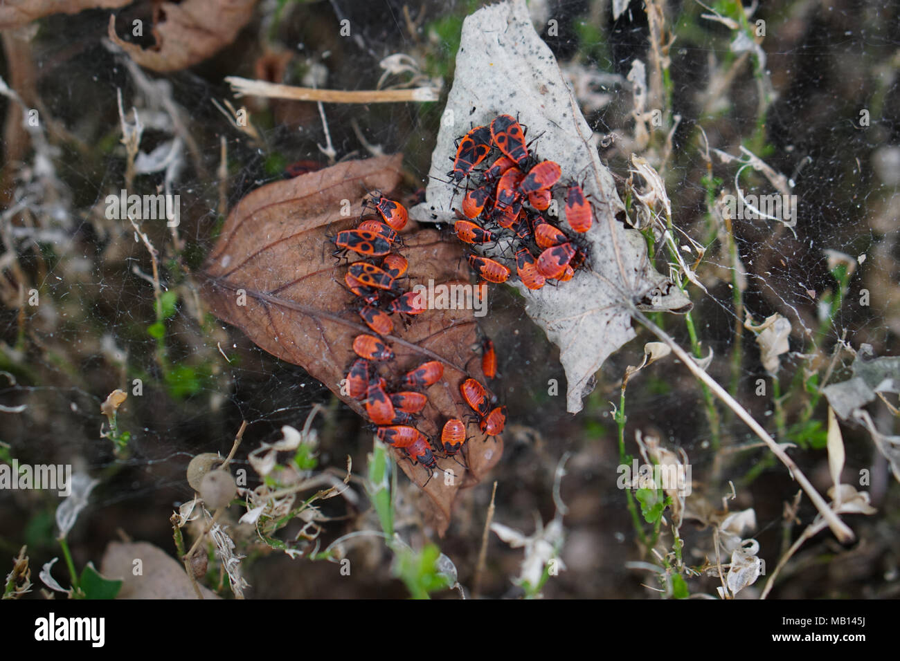 Firebug (Pyrrhocoris apterus) group of insects on the leaves on the ...