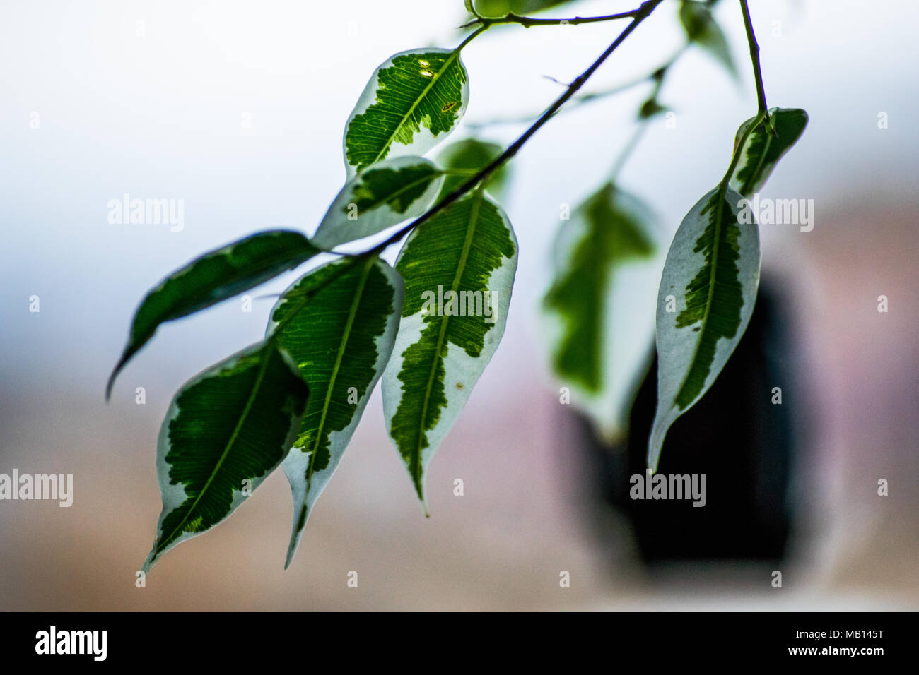 Indoor tree leaves background Stock Photo - Alamy