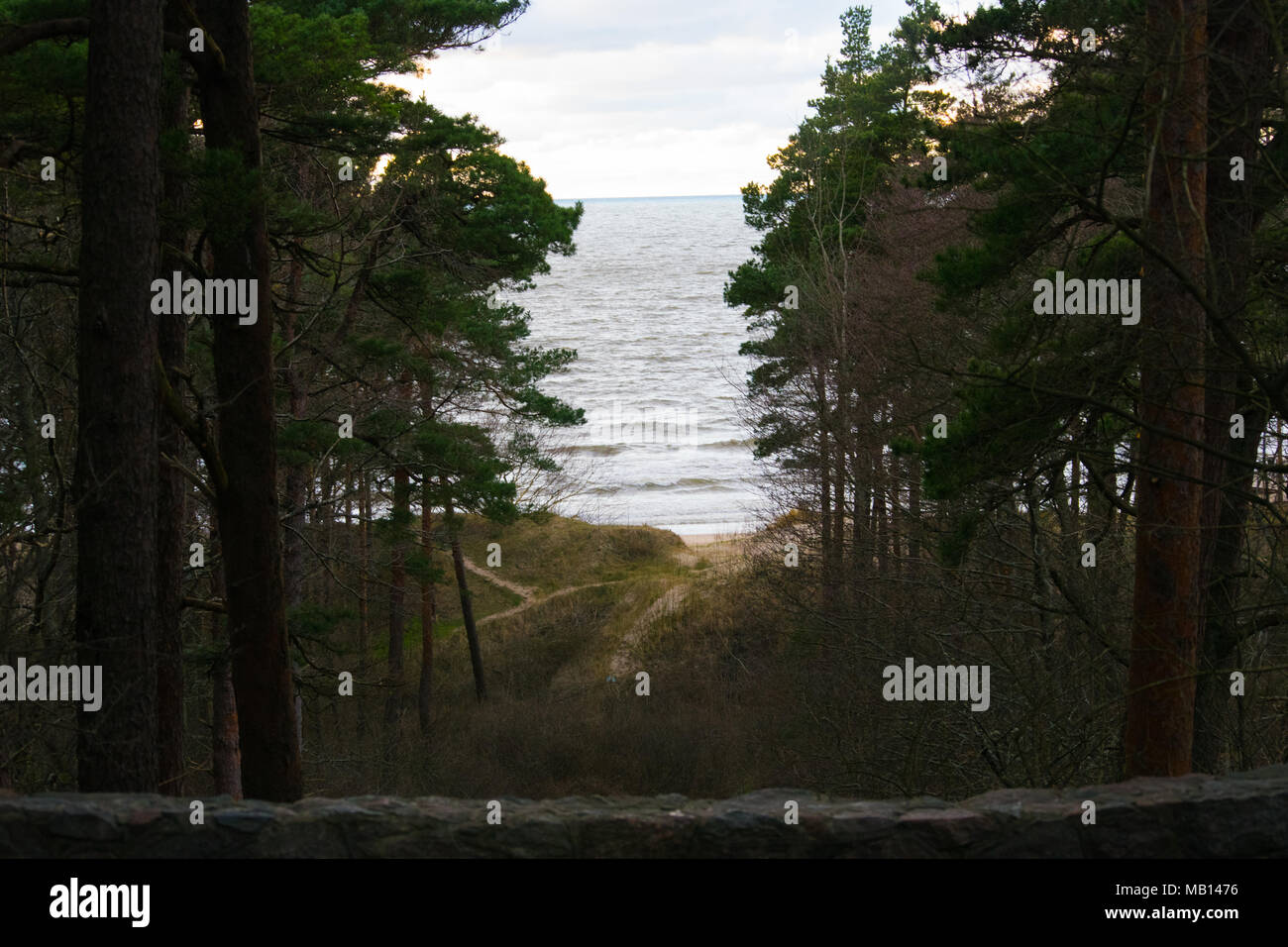 Sea view from forest Stock Photo - Alamy