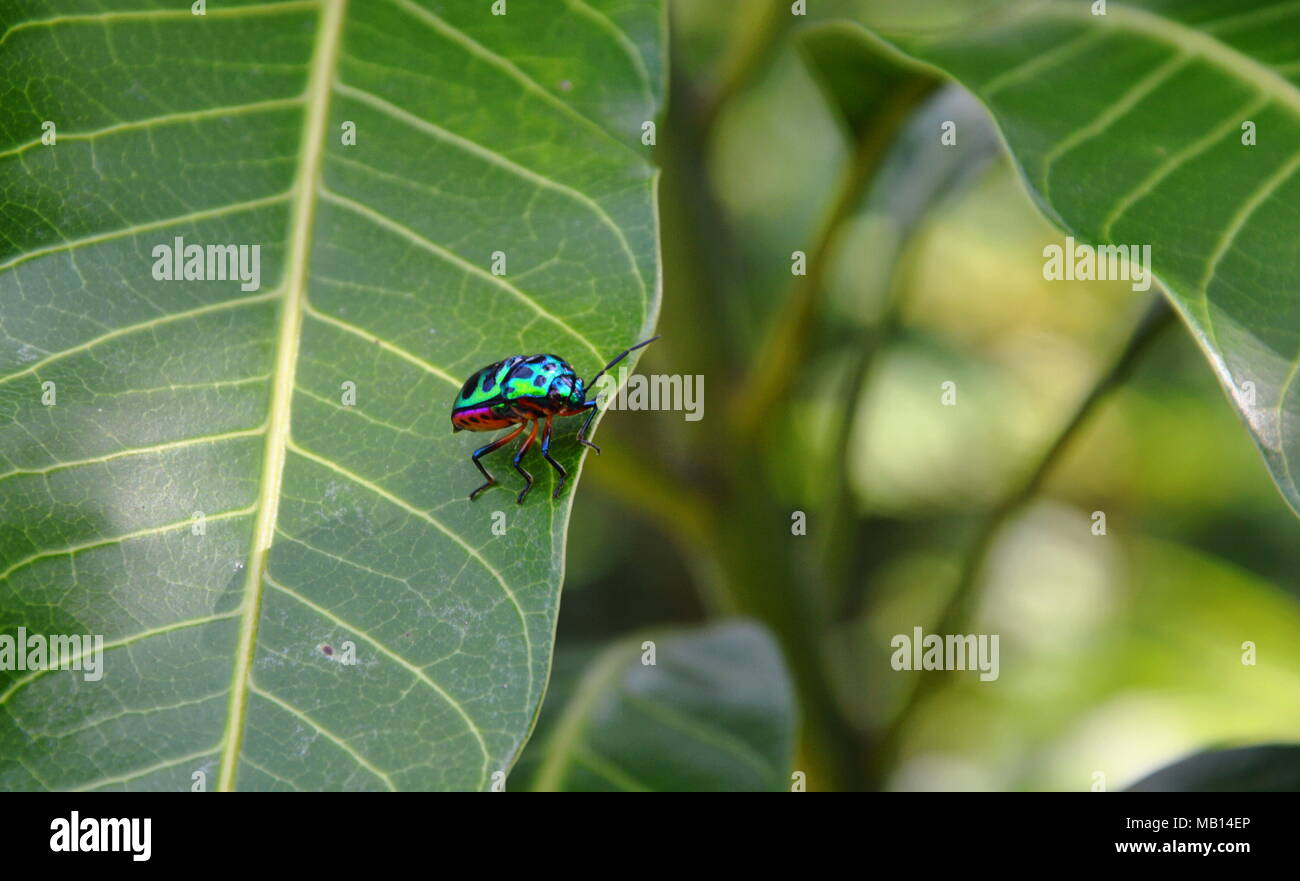 Mango Fly Stock Photos & Mango Fly Stock Images - Alamy