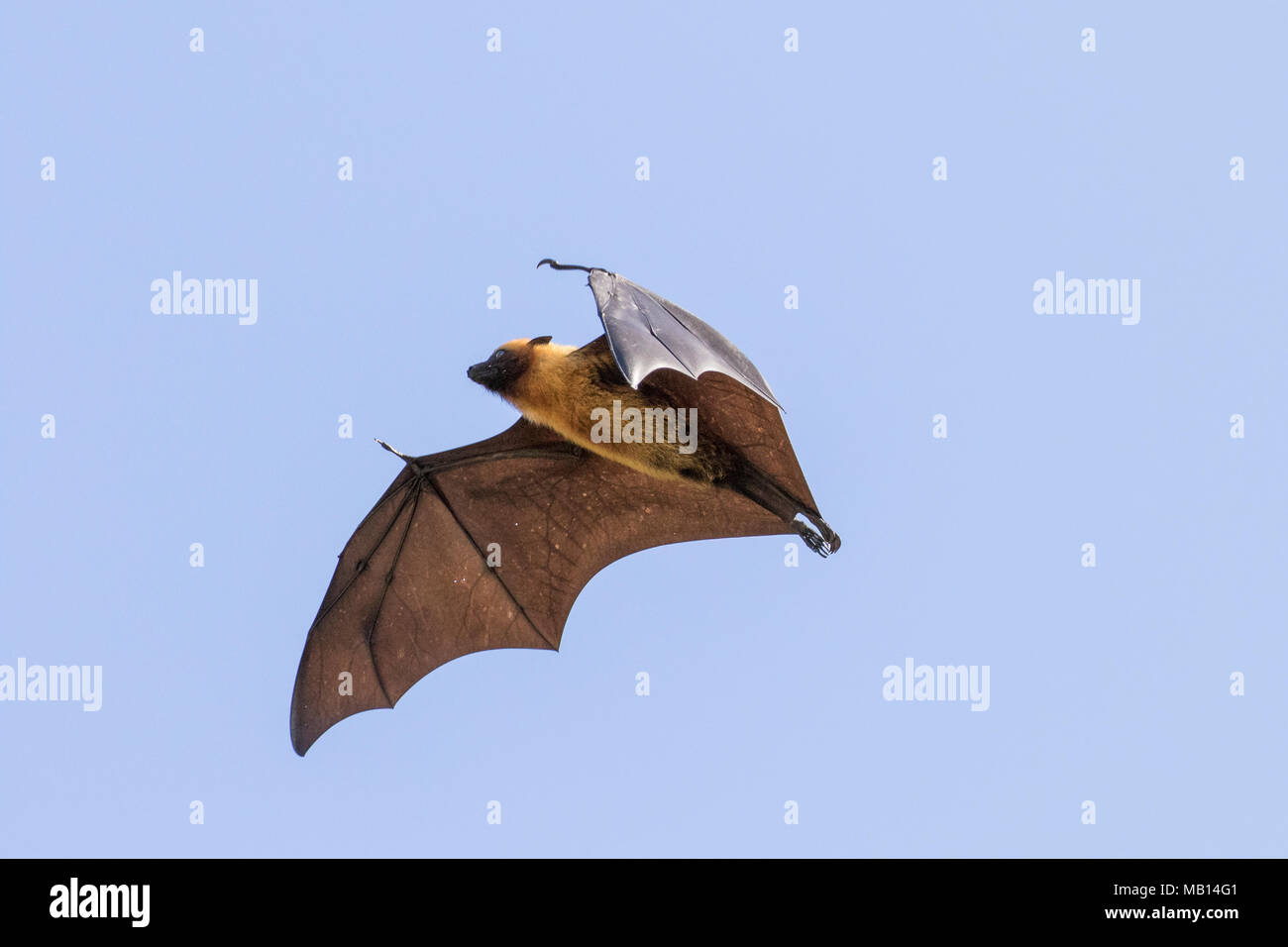 Seychelles Fruit Bat, otherwise known as Seychelles Flying Fox ...