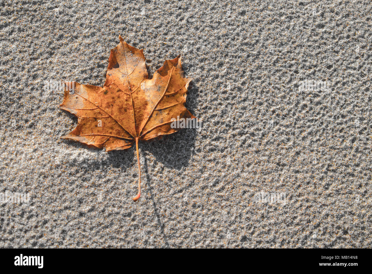 Maple leaf on beach Stock Photo - Alamy