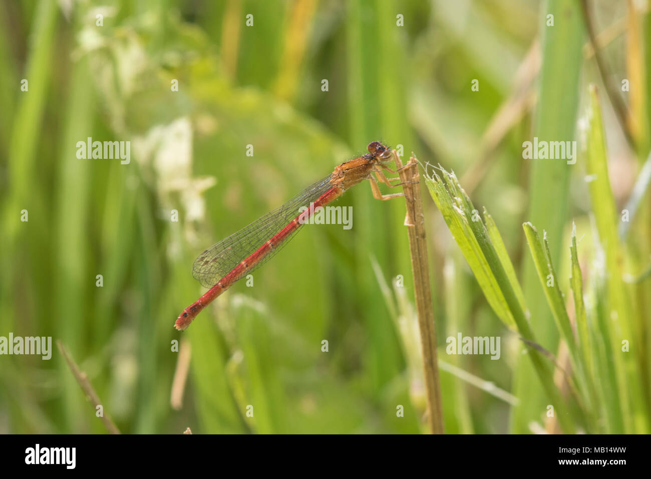Eastern red damsel hi-res stock photography and images - Alamy