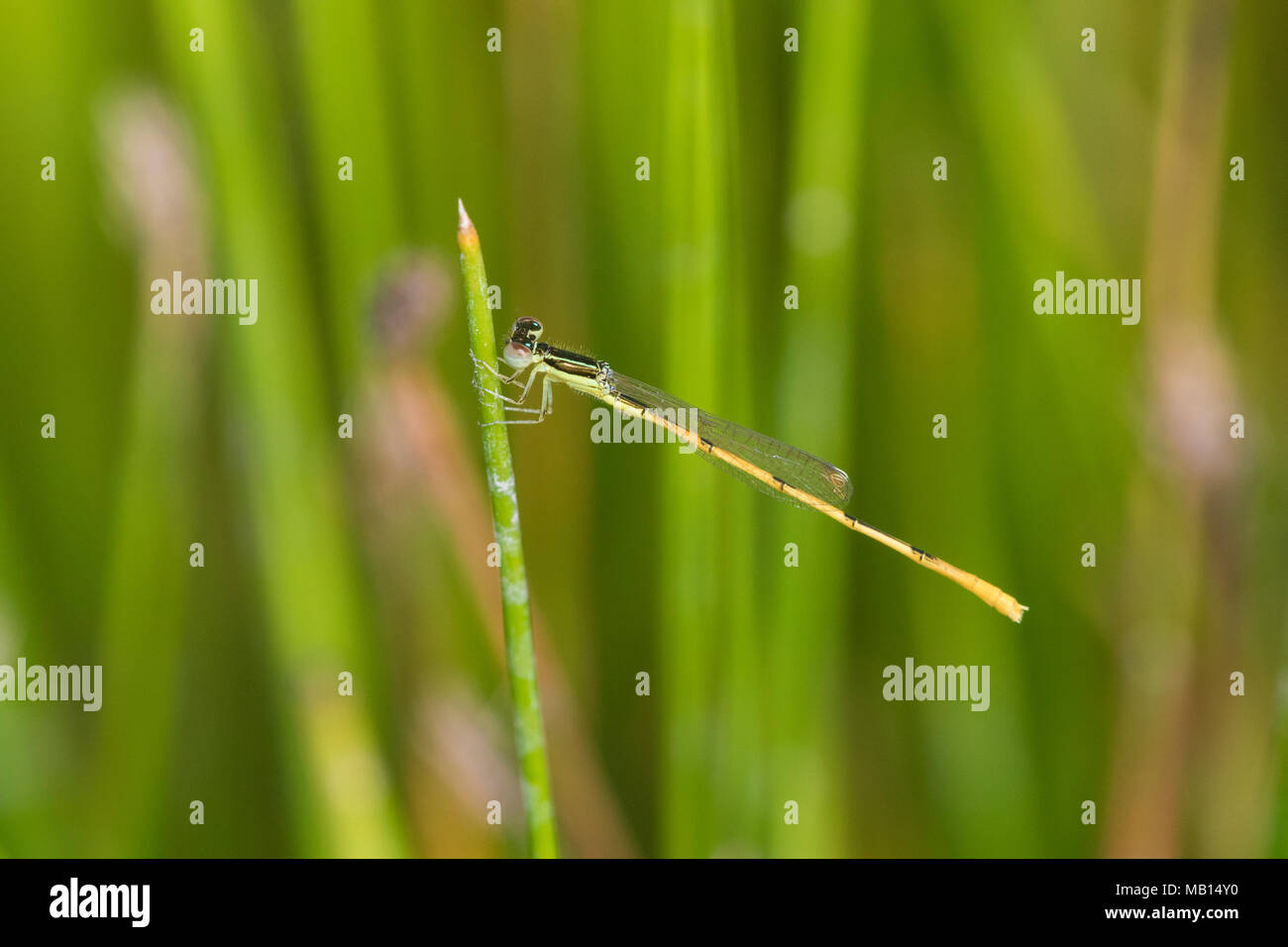 Parthenogenesis hi-res stock photography and images - Alamy
