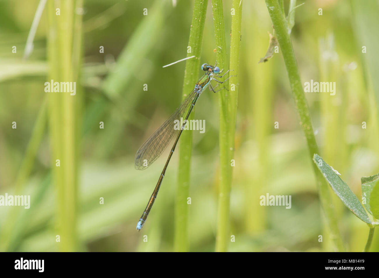 06330-00107 Spaghnum Sprite (Nehalennia gracilis) female in fen Dent Co ...