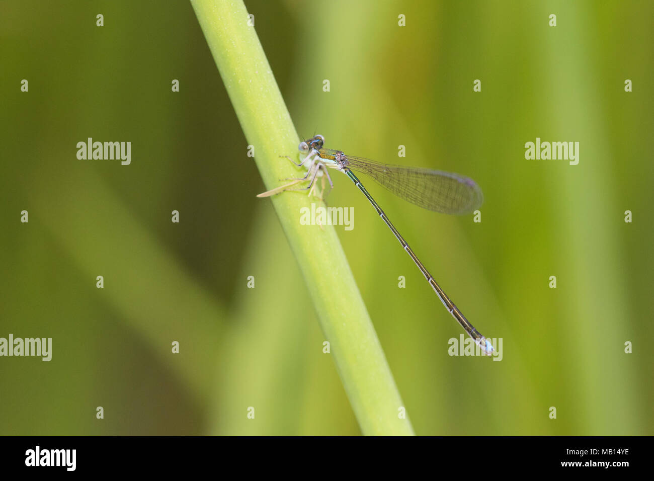 Spaghnum sprite hi-res stock photography and images - Alamy