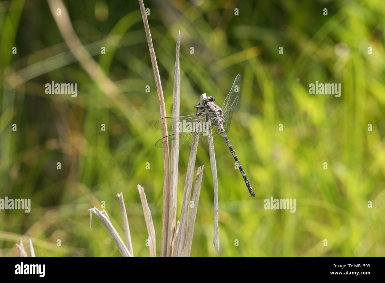Petaltail dragonfly hi-res stock photography and images - Alamy