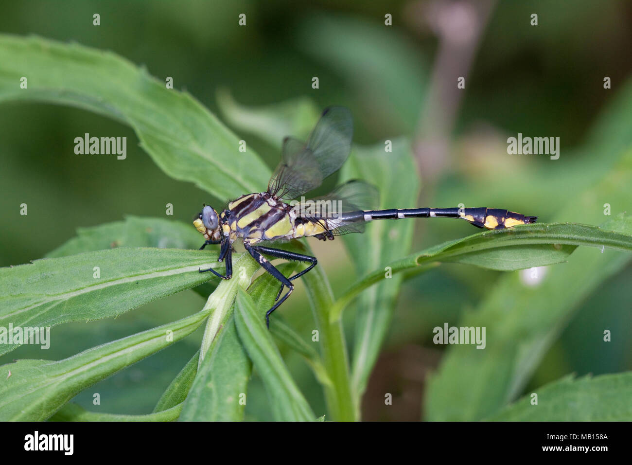 Externus hi-res stock photography and images - Alamy