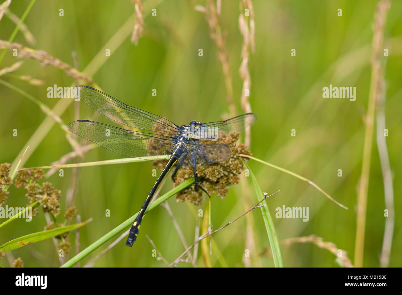 Dragonhunter dragonfly hi-res stock photography and images - Alamy