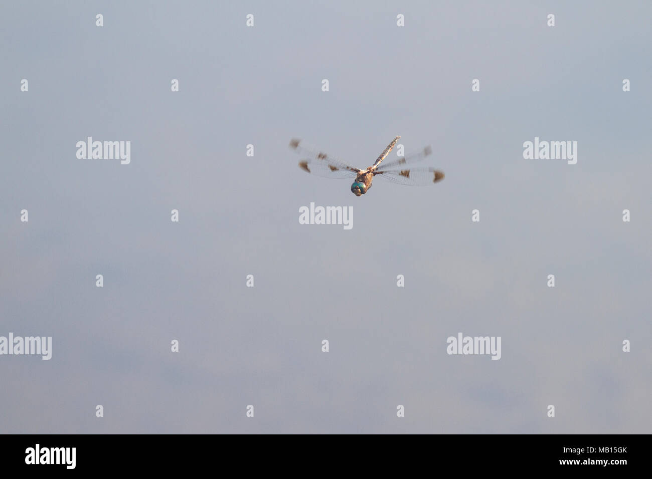 Epitheca princeps hi-res stock photography and images - Alamy